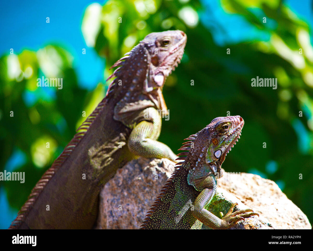 Caribbean iguanas hi-res stock photography and images - Alamy