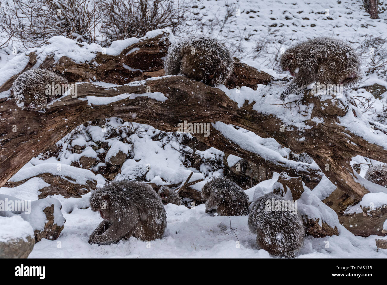 DECEMBER 28, 2018 - Japanese macaques, known as snow monkeys, forage ...