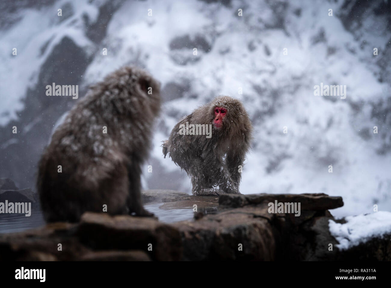 DECEMBER 28, 2018 - Japanese macaques, known as snow monkeys, play at ...