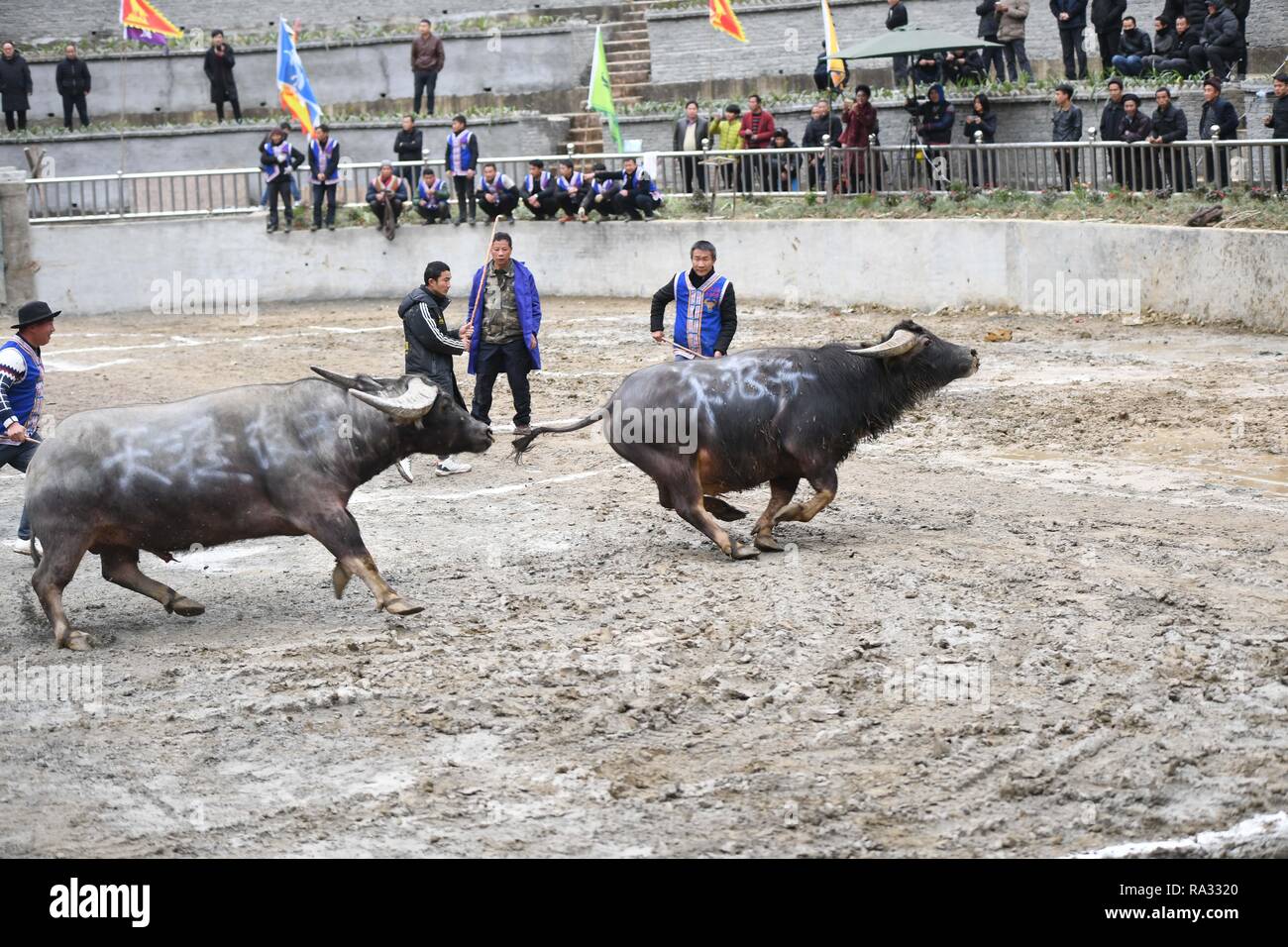 Rongjiang, Rongjiang, China. 31st Dec, 2018. Rongjiang, CHINA-The bull ...