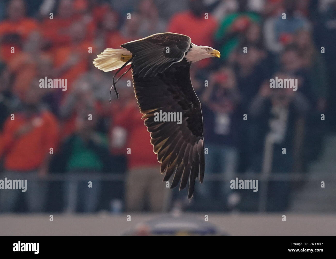 Eagle stadium stadium texas hi-res stock photography and images - Alamy