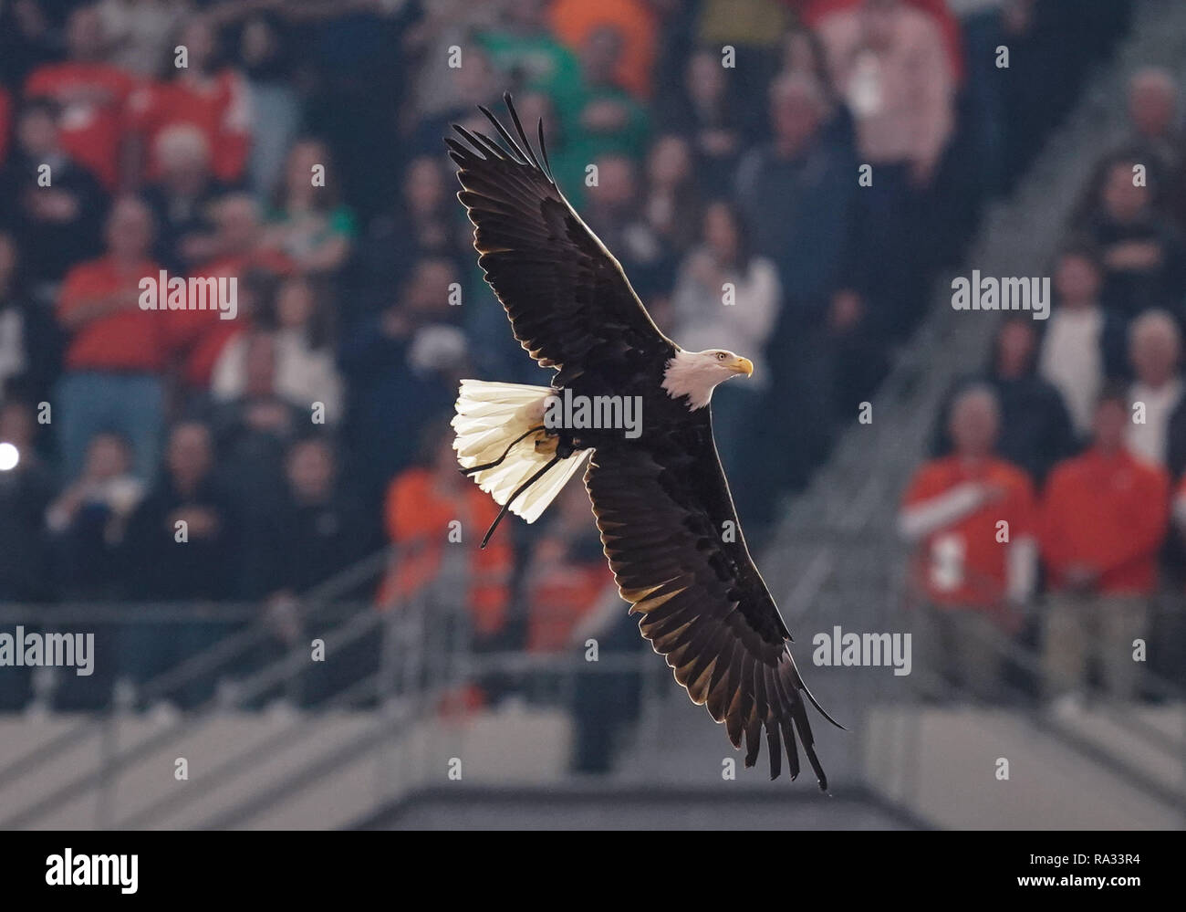 Eagle stadium stadium texas hi-res stock photography and images - Alamy