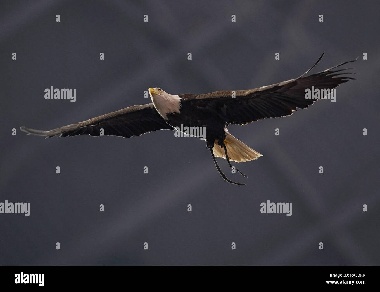 Eagle stadium stadium texas hi-res stock photography and images - Alamy