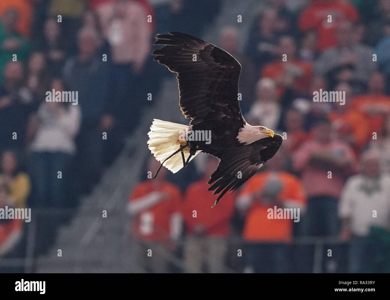 Eagle stadium stadium texas hi-res stock photography and images - Alamy