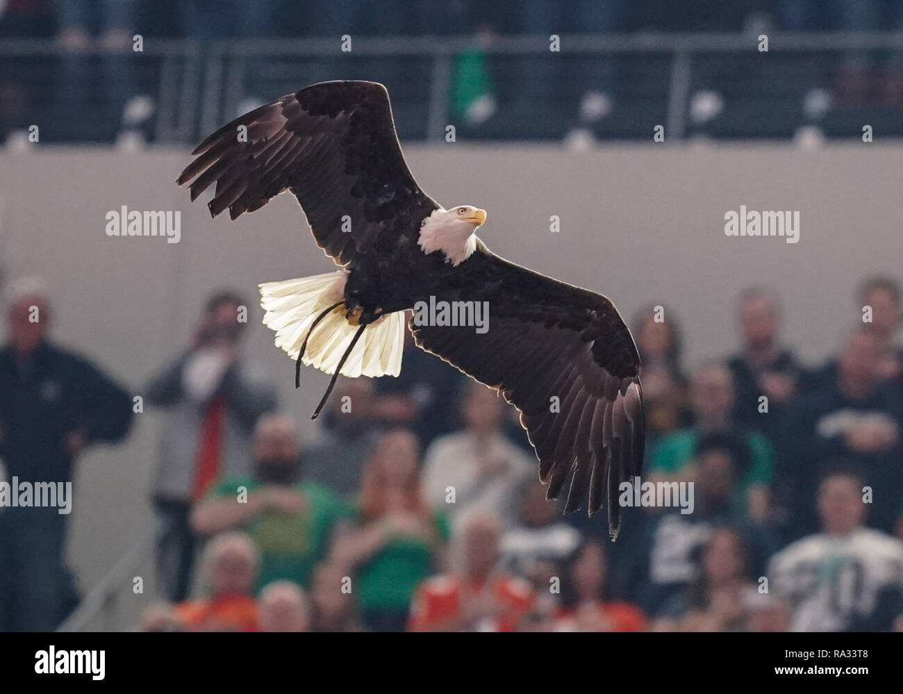 Eagle stadium stadium texas hi-res stock photography and images - Alamy