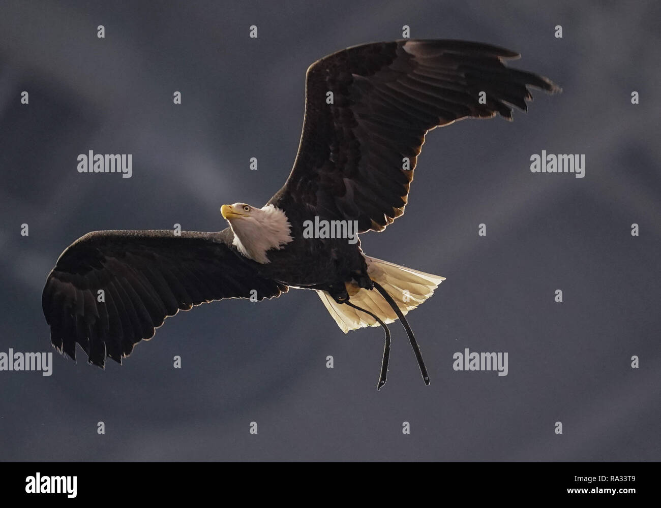 Eagle stadium stadium texas hi-res stock photography and images - Alamy