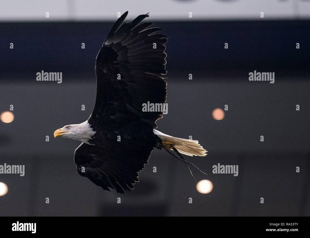 Eagle stadium stadium texas hi-res stock photography and images - Alamy