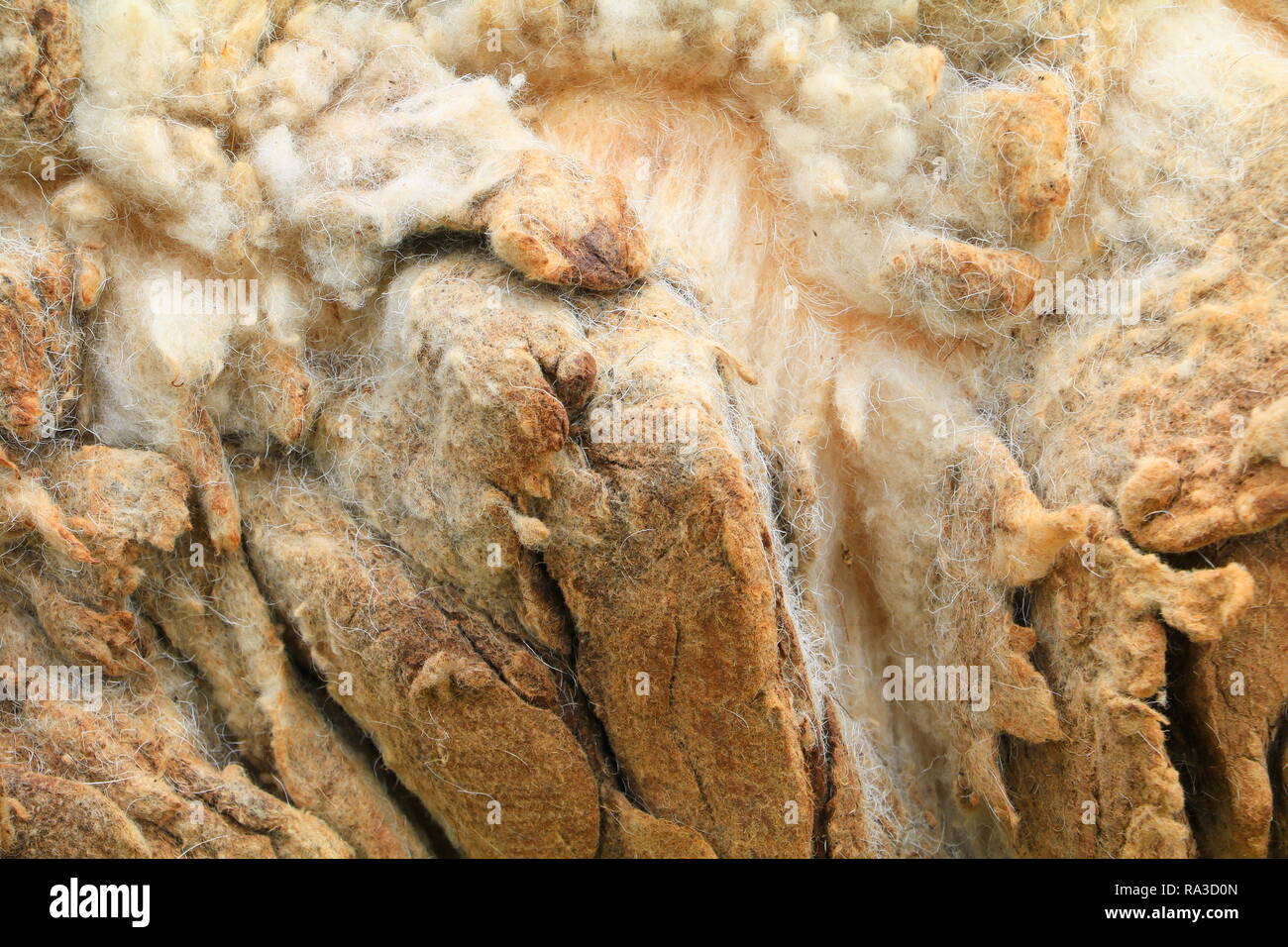 Sheep wool texture in nature for background Stock Photo - Alamy
