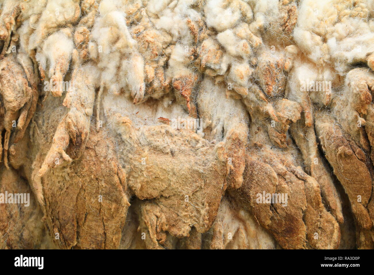Sheep wool texture in nature for background Stock Photo - Alamy