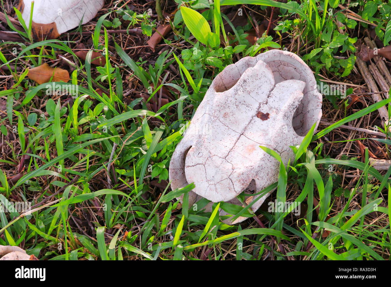 Death reptile amphibian conservation hi-res stock photography and ...