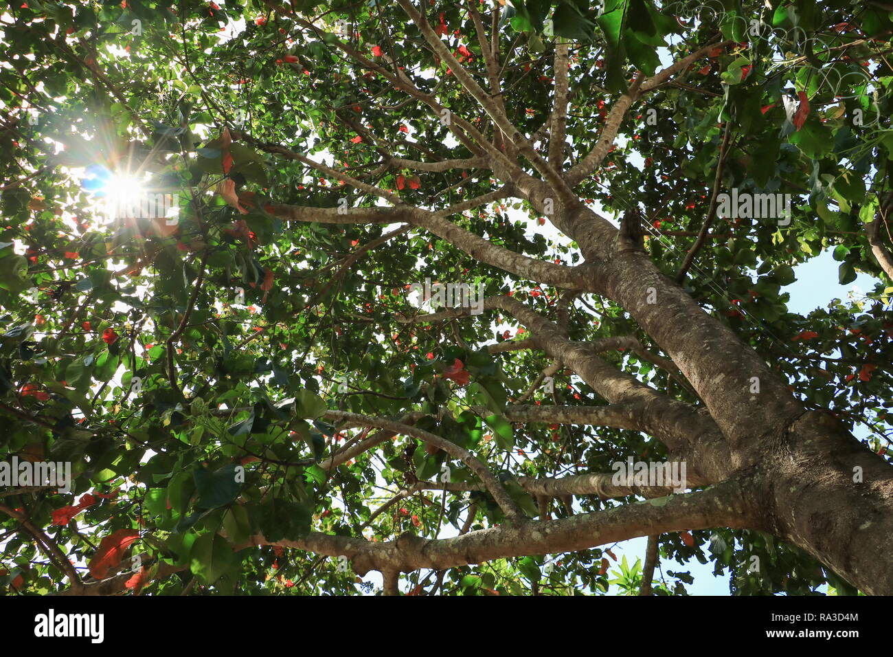 branch leaf of tree and sunlight beautiful in the forest, bottom view ...