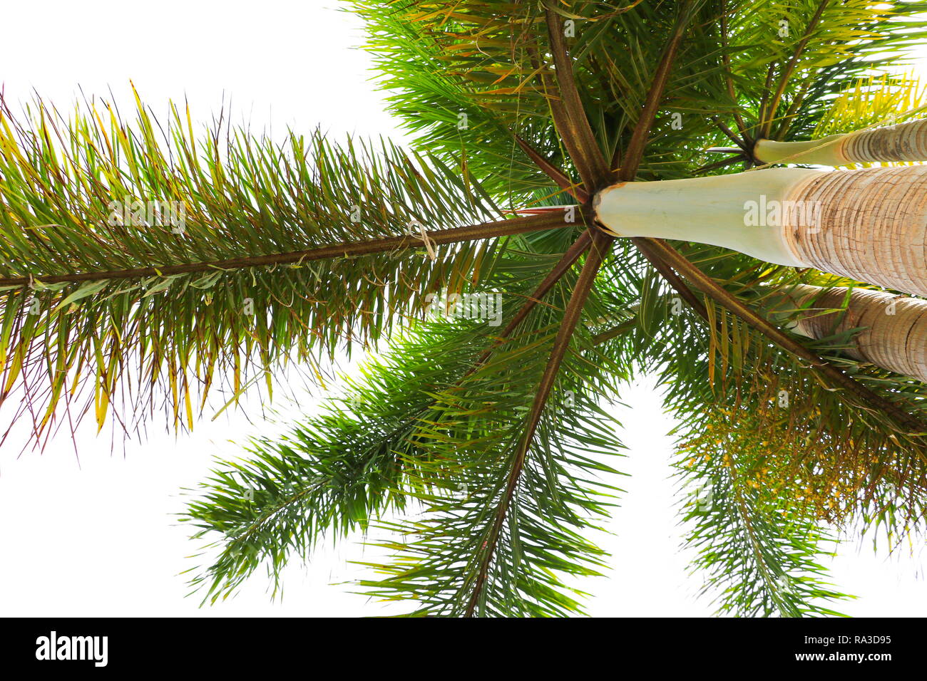 palm tree on white background bottom view Stock Photo - Alamy