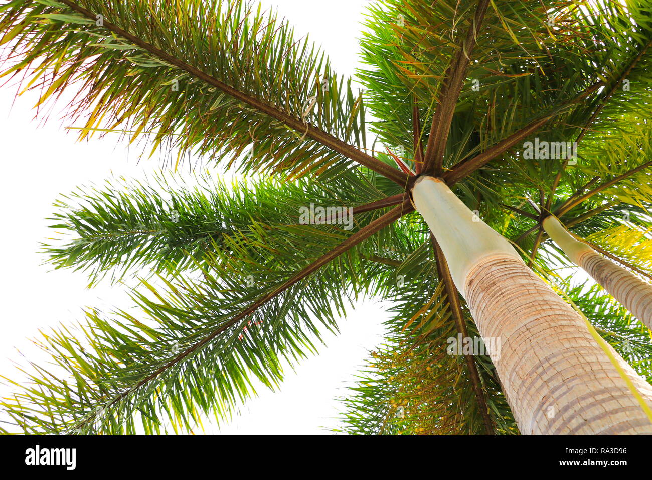 palm tree on white background bottom view Stock Photo - Alamy
