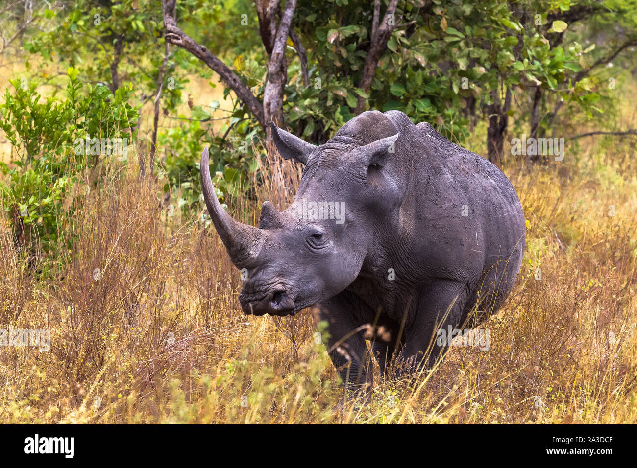 Large white rhino hi-res stock photography and images - Alamy