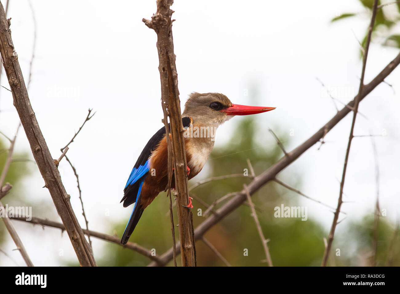 Bright colorful bird. Kingfisher. Kenya, Africa Stock Photo - Alamy