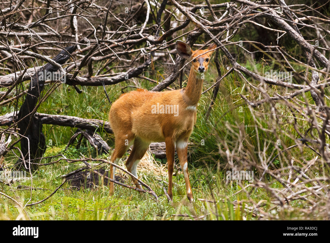 Rufous bushbuck. Portrait. Aberdare, Kenya Stock Photo - Alamy
