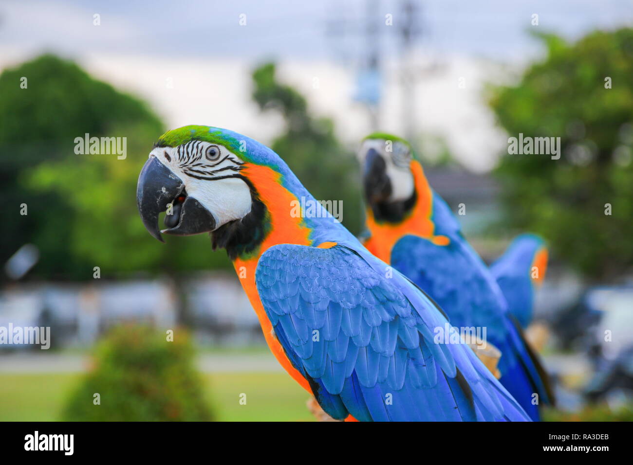 Orange And Blue Macaw