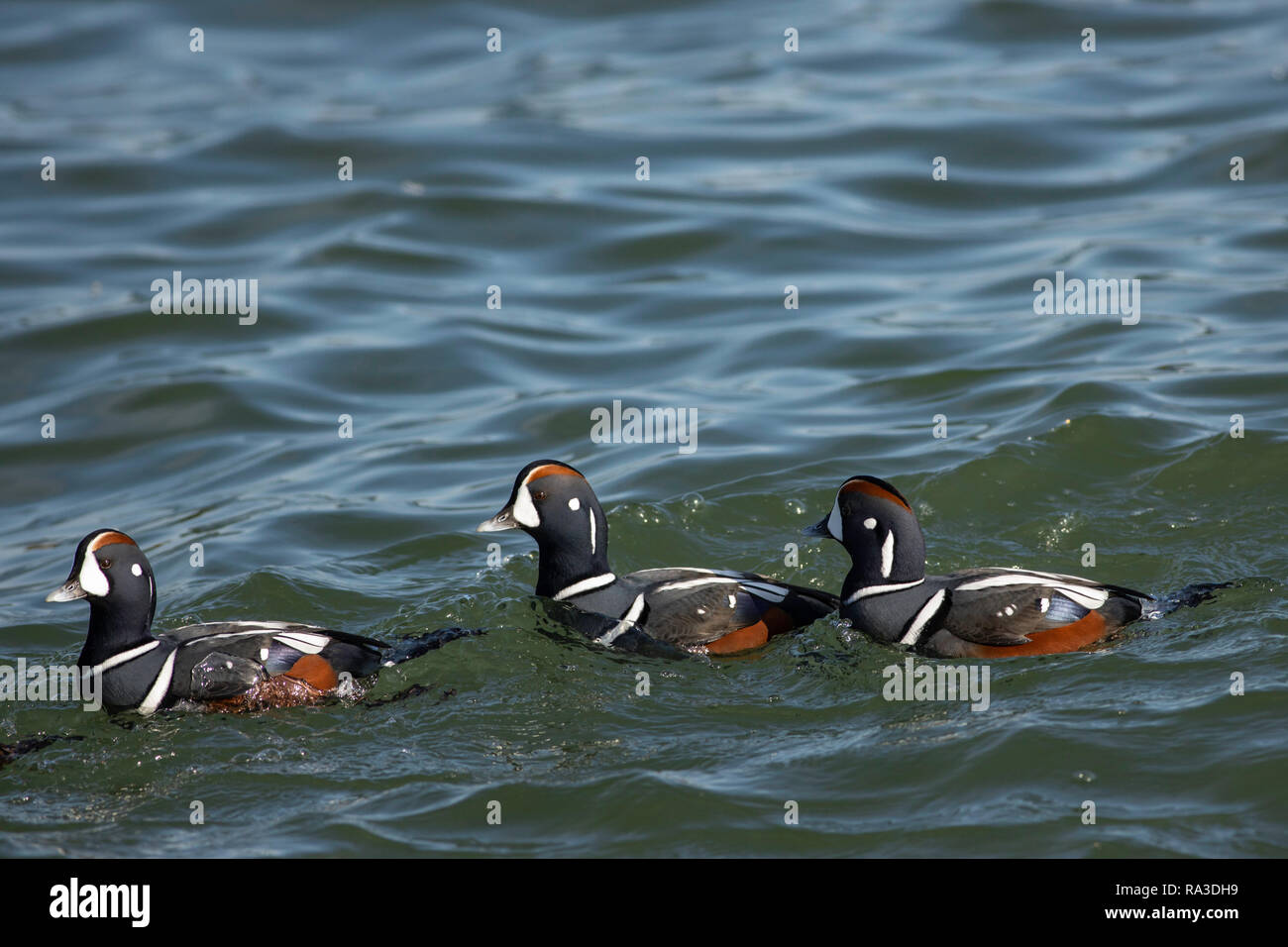 Raft of male harlequin ducks - Histrionicus histrionicus Stock Photo ...