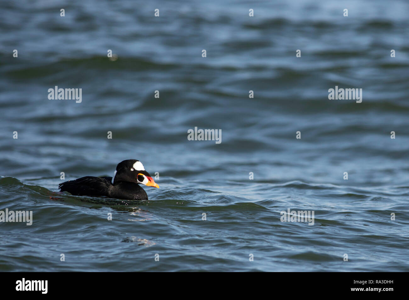 Surf scoter male diving hi-res stock photography and images - Alamy