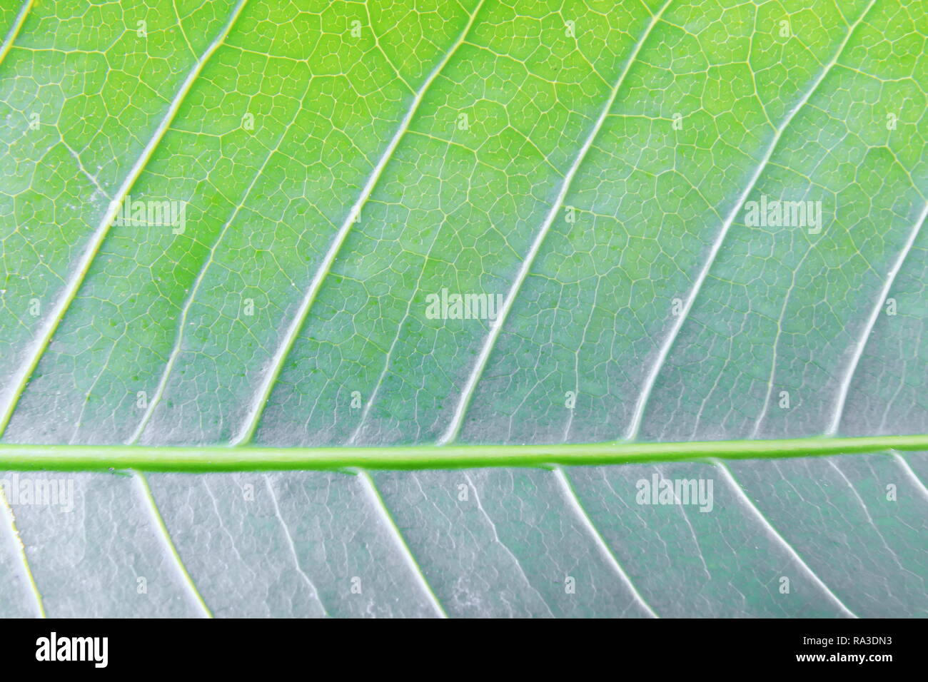 mango leaf surface green macro for background Stock Photo - Alamy