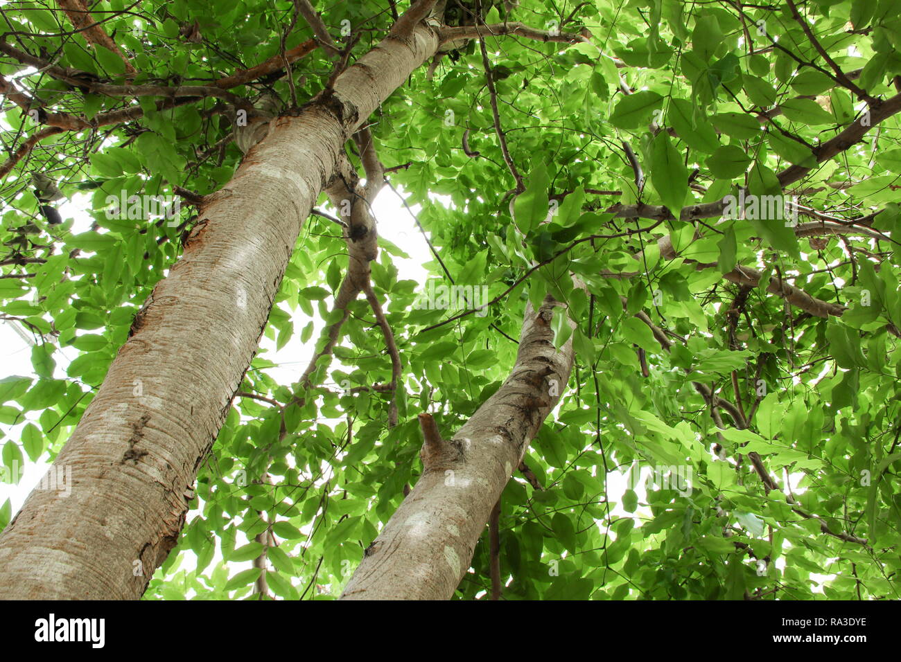 branch and leaf of tree beautiful in the forest on white background ...