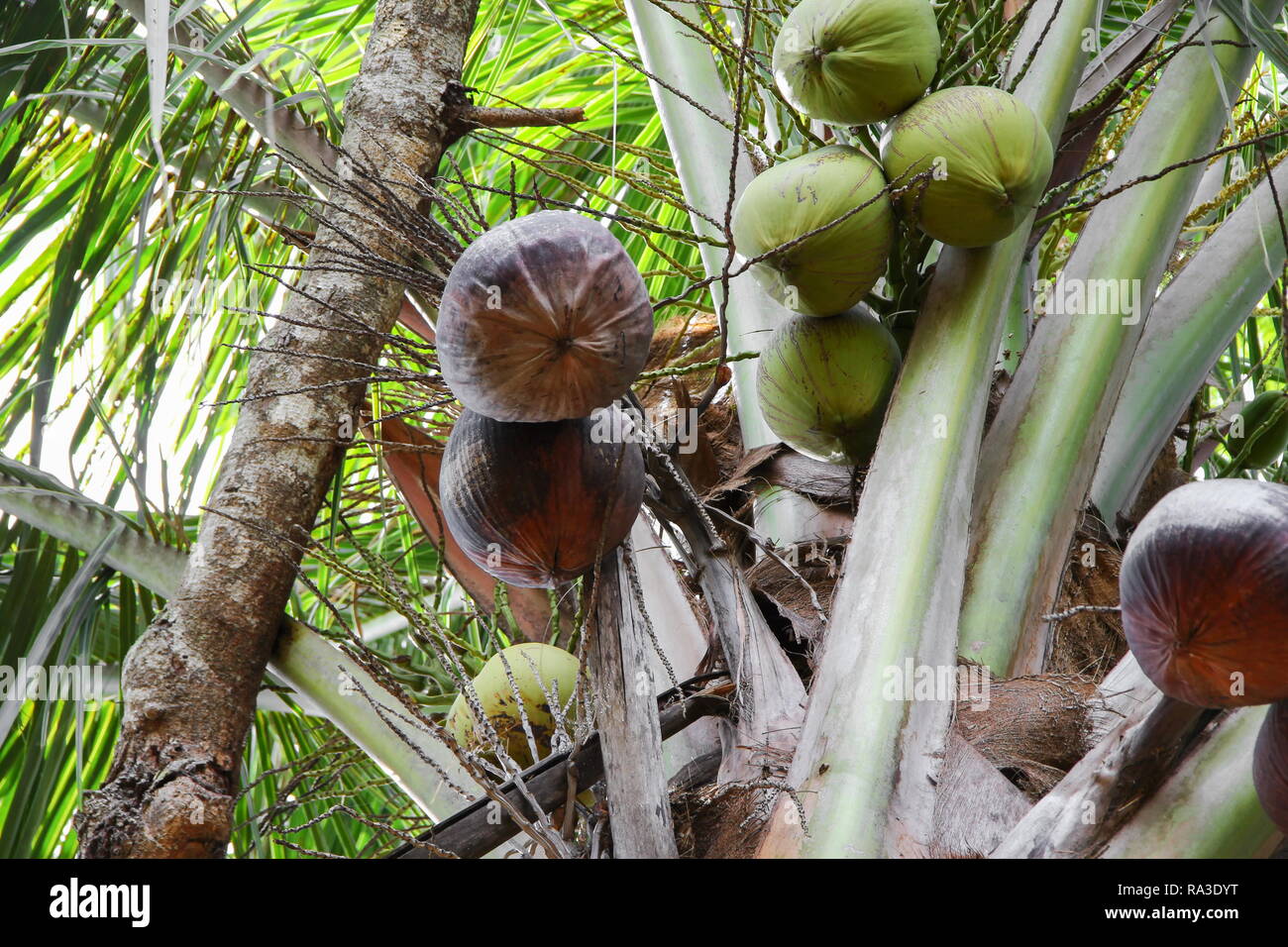 Coconuts dry on the palm tree in nature Stock Photo - Alamy