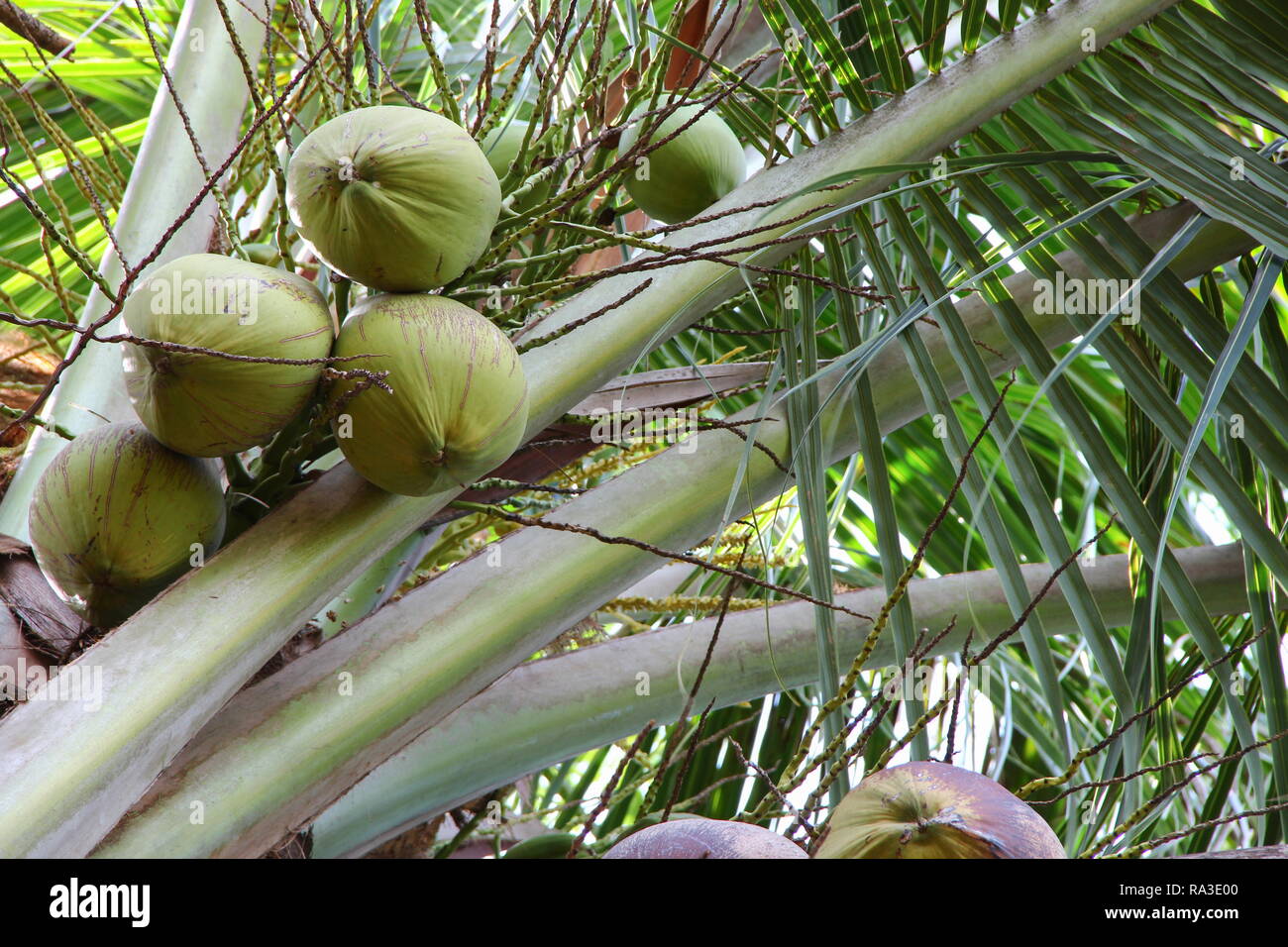 Coconuts on the palm tree in nature Stock Photo - Alamy