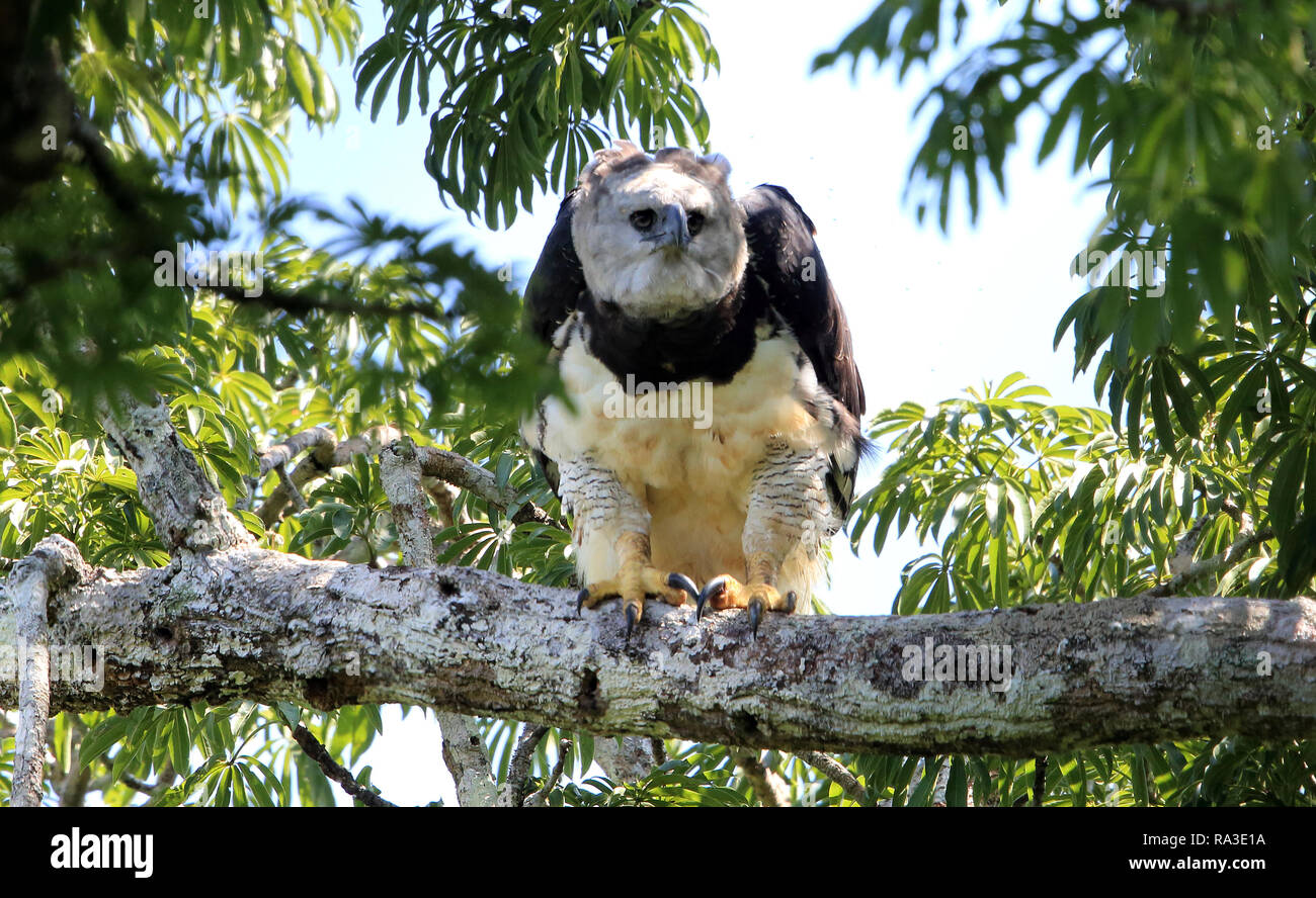 Harpy eagle harpia harpyja in nest hi-res stock photography and images ...