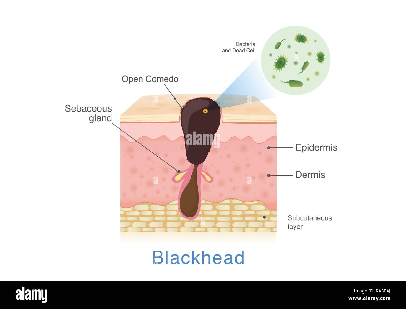 Bacteria cell structure hi-res stock photography and images - Alamy