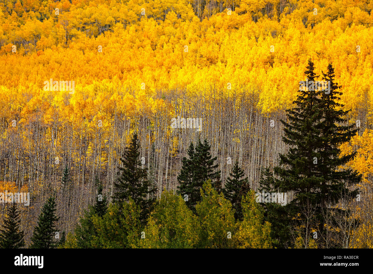 Aspen grove hi-res stock photography and images - Alamy