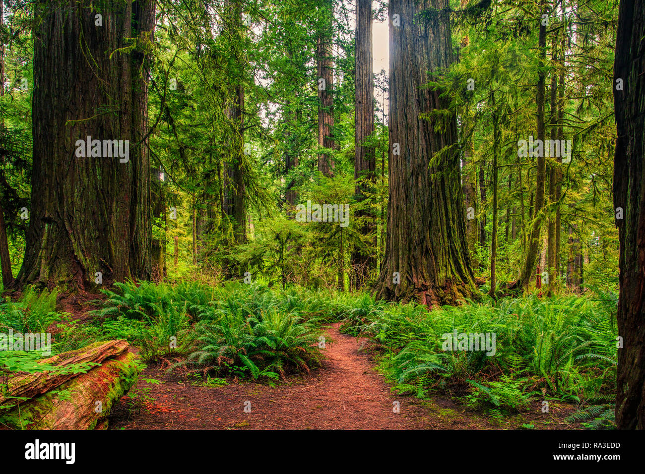 Path in the Redwoods Stock Photo - Alamy