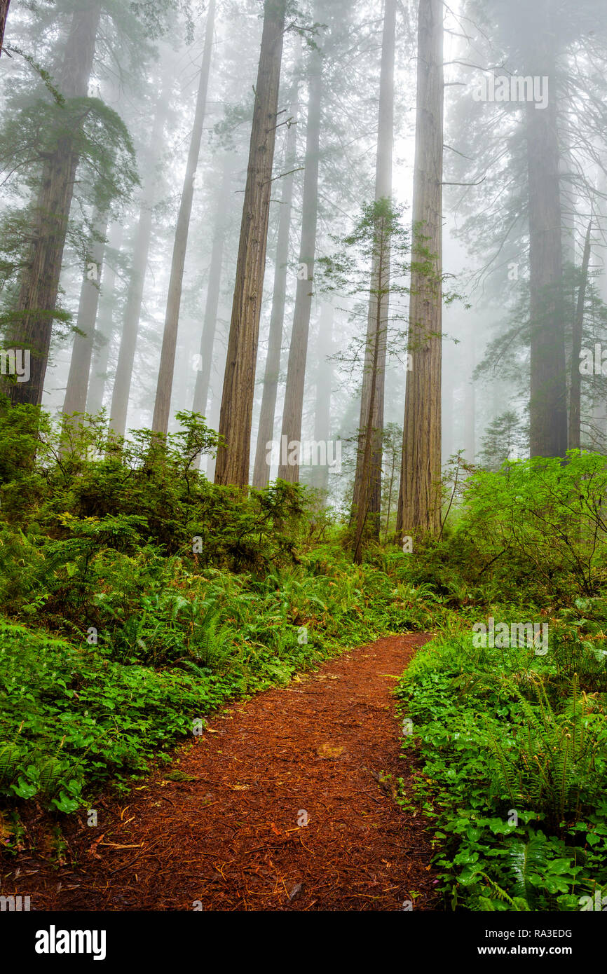 Path in the Redwoods Stock Photo - Alamy