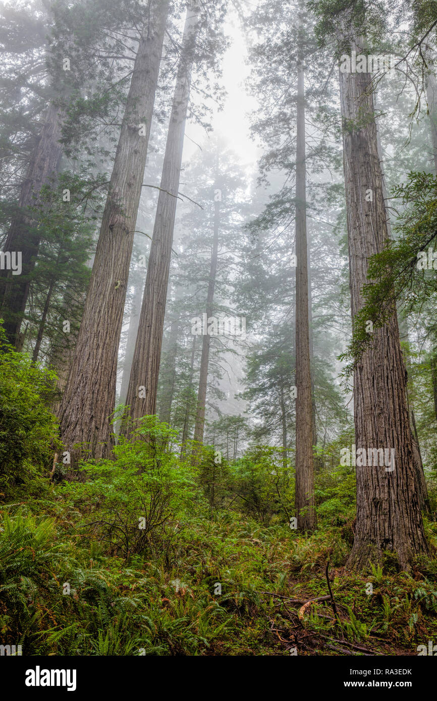 Redwoods in the fog Stock Photo - Alamy