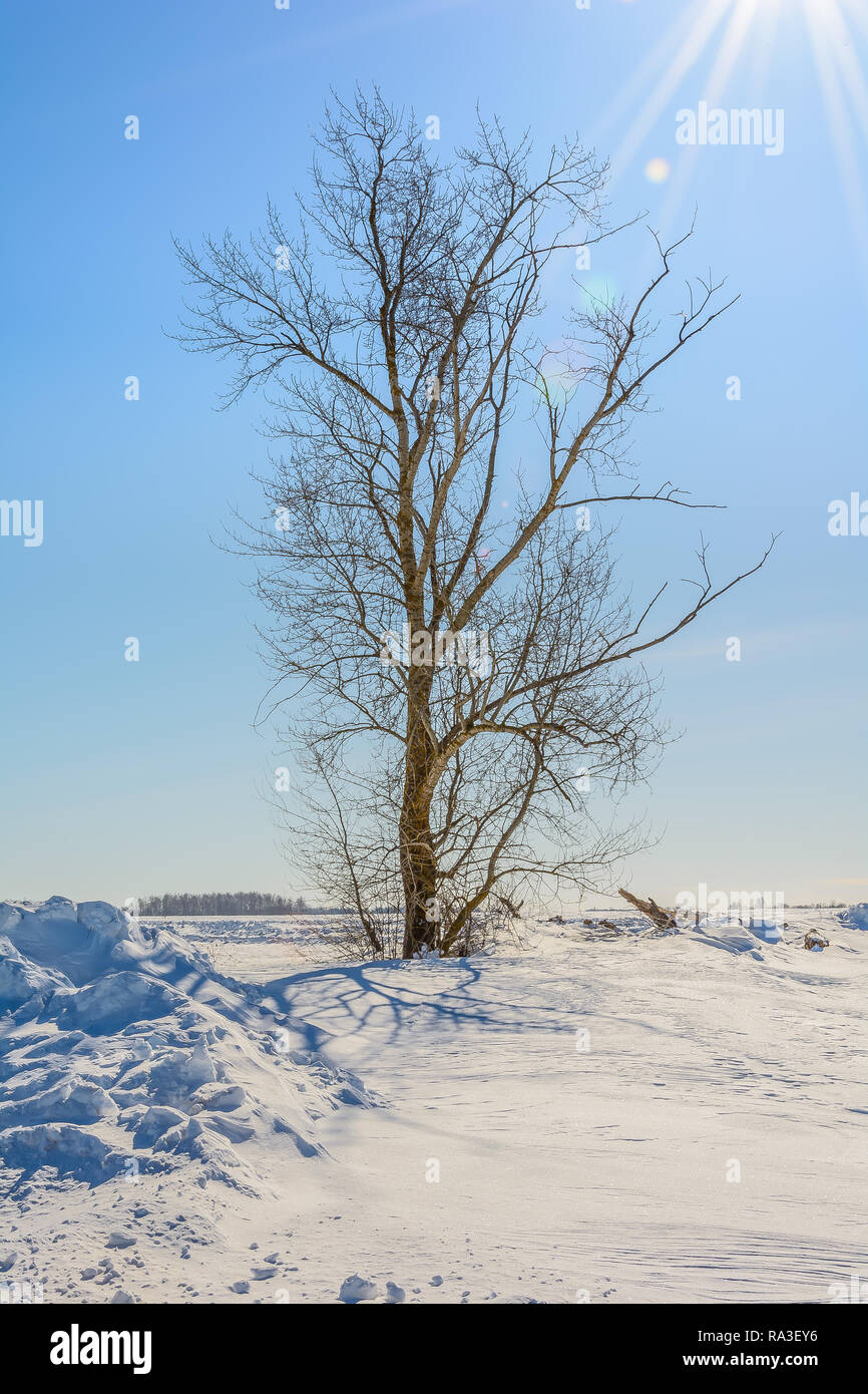 Lonely tree in a snowy field in winter Stock Photo - Alamy