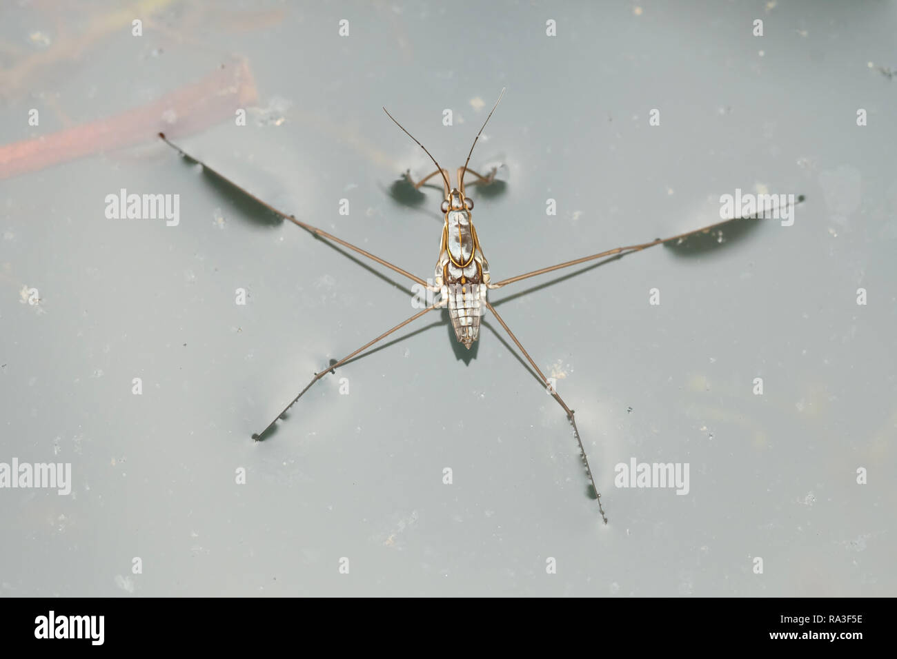 Portrait of a Water Strider Stock Photo - Alamy