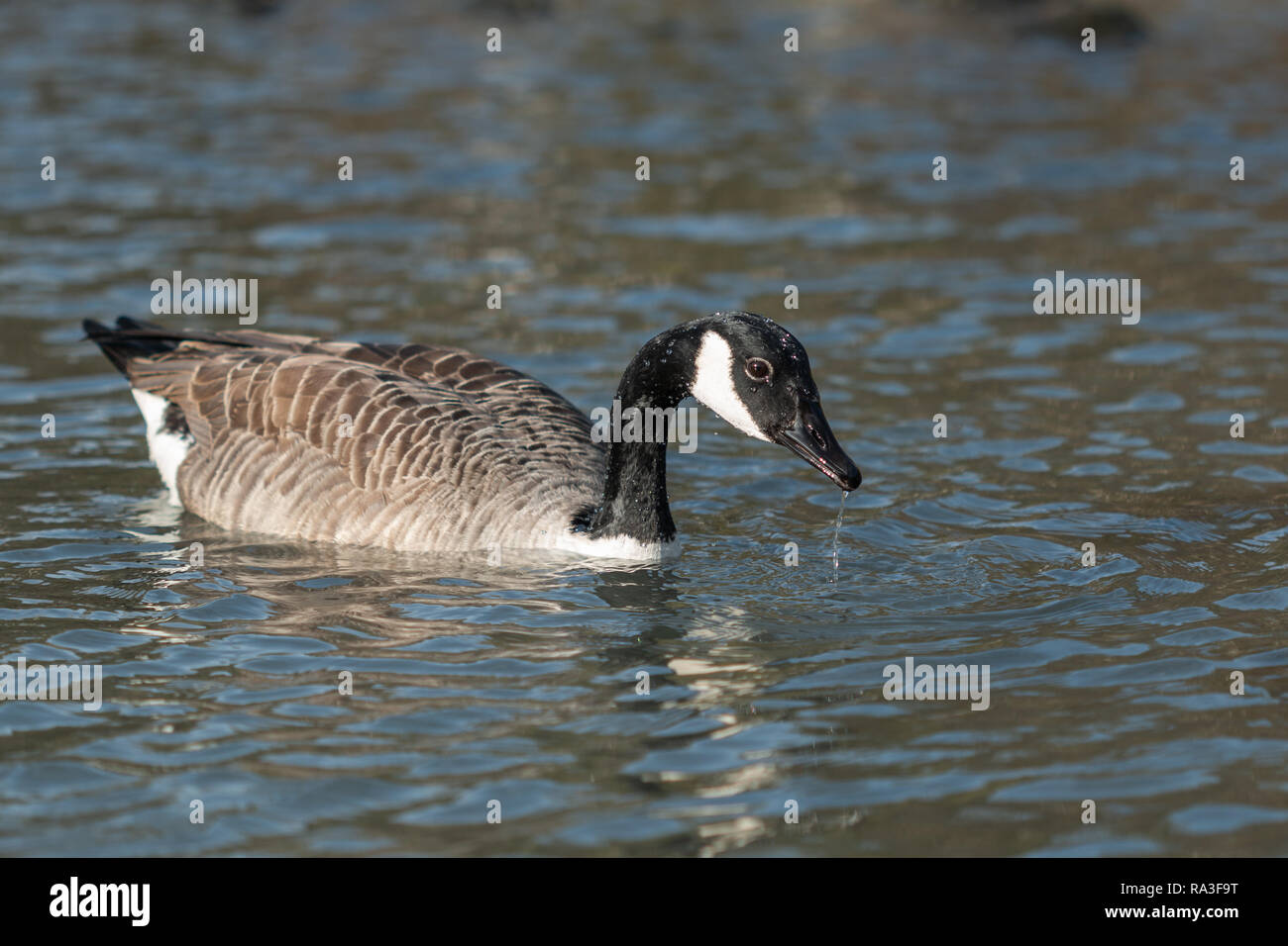 Water falling from the beak of a Canada Goose Stock Photo - Alamy