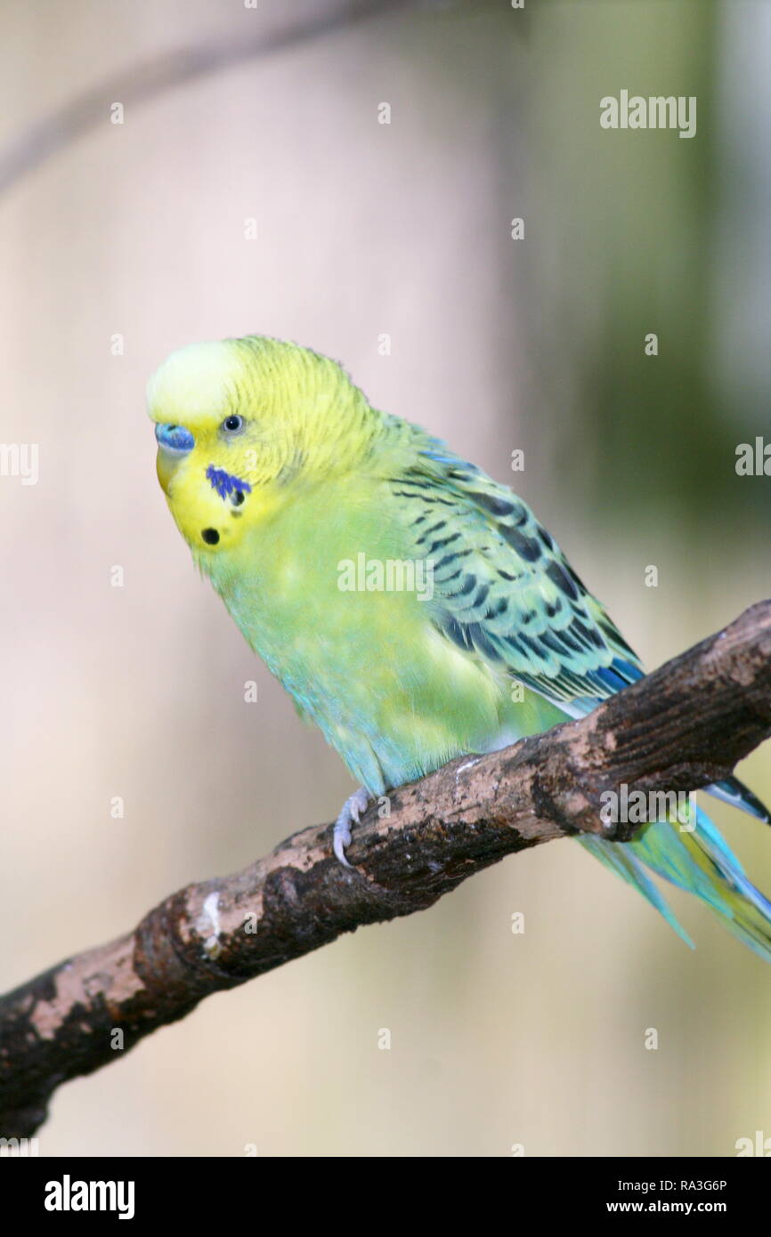 Budgerigar (Melopsittacus undulatus) is a small parrot occurring in ...