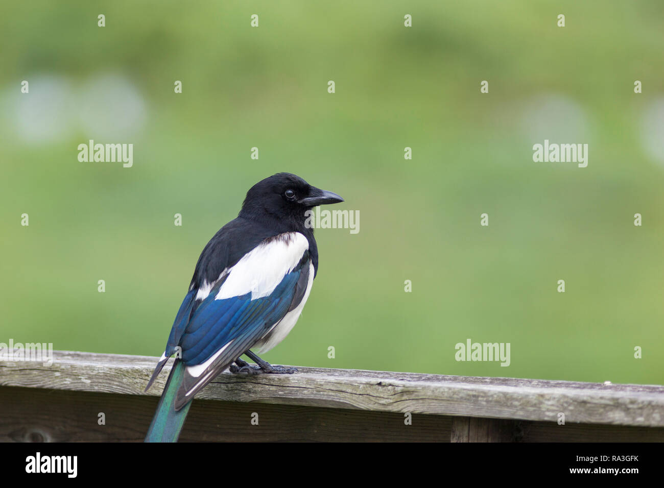 Magpie sitting on a railing Stock Photo - Alamy