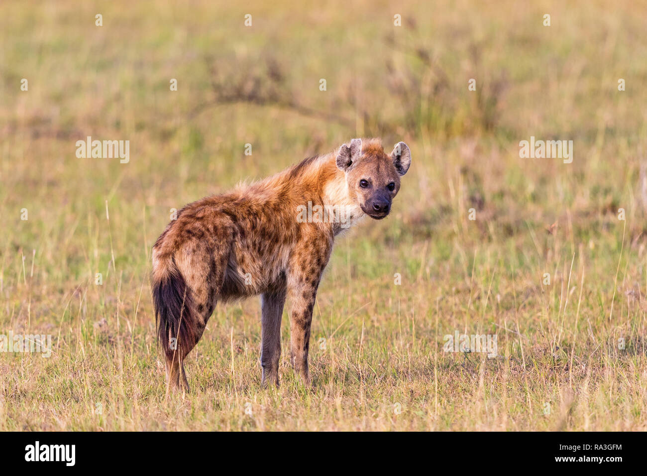 Hyens stand on the savannah and scouts Stock Photo - Alamy