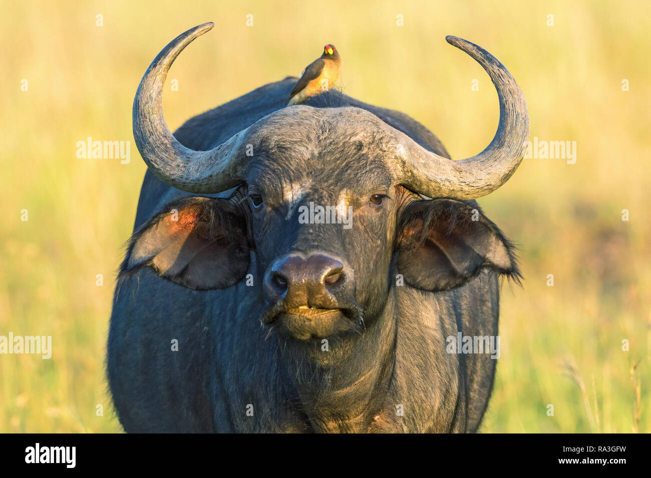 African Buffalo with a Oxpecker on the back Stock Photo - Alamy