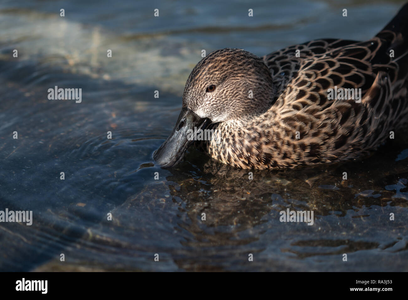 Female shoveler duck Stock Photo - Alamy