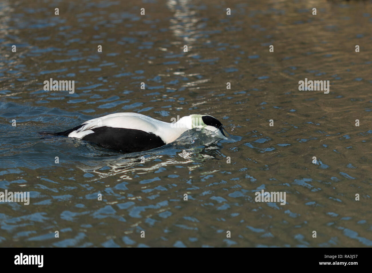 Common eider duck going into a dive into the water Stock Photo - Alamy