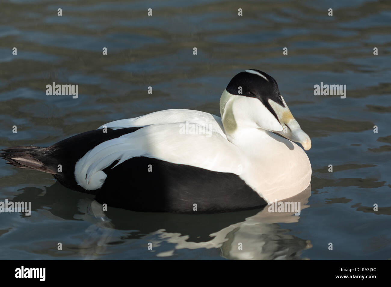 Common eider duck hi-res stock photography and images - Alamy
