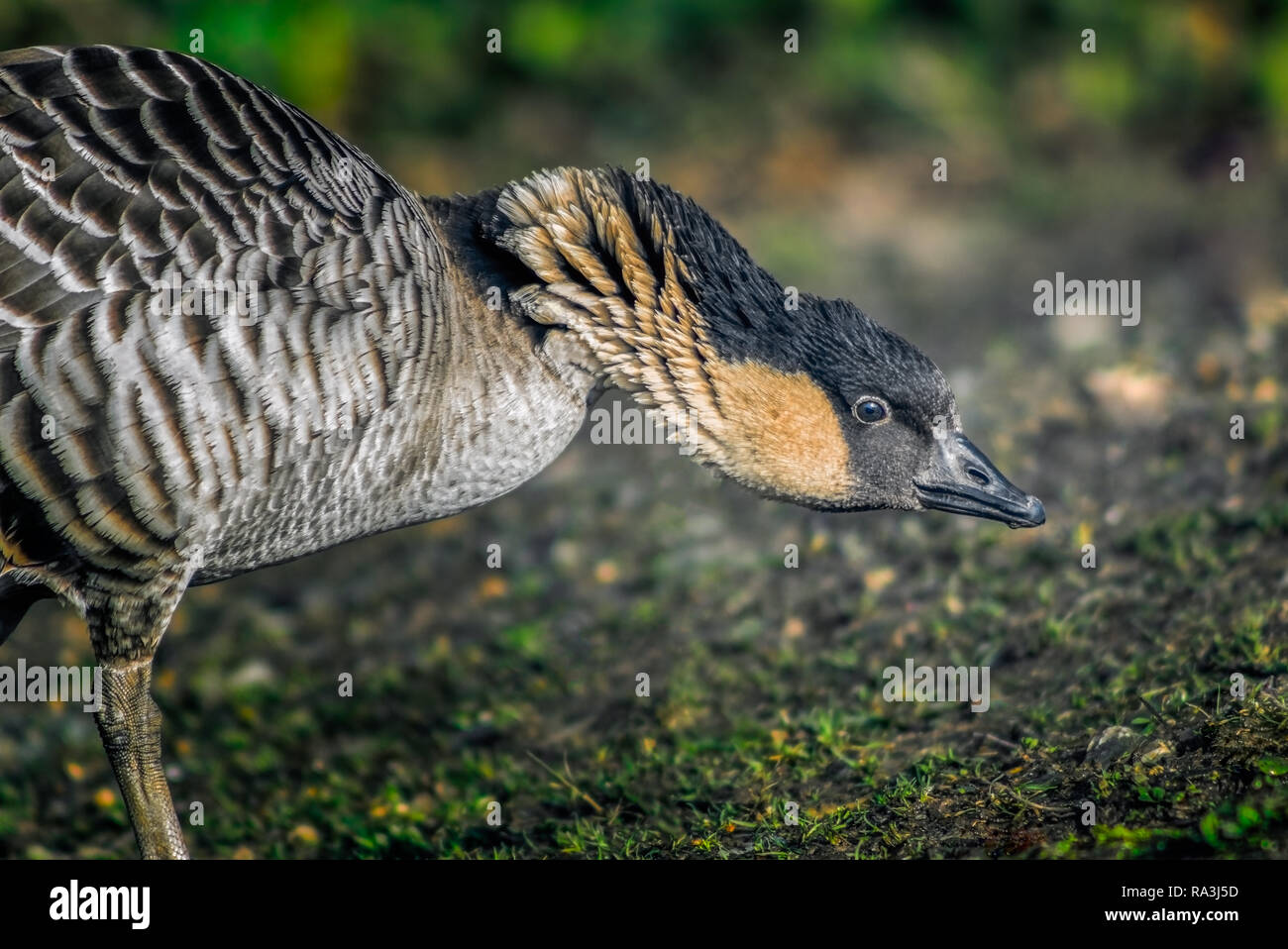 Hawaiian endangered bird species hi-res stock photography and images ...