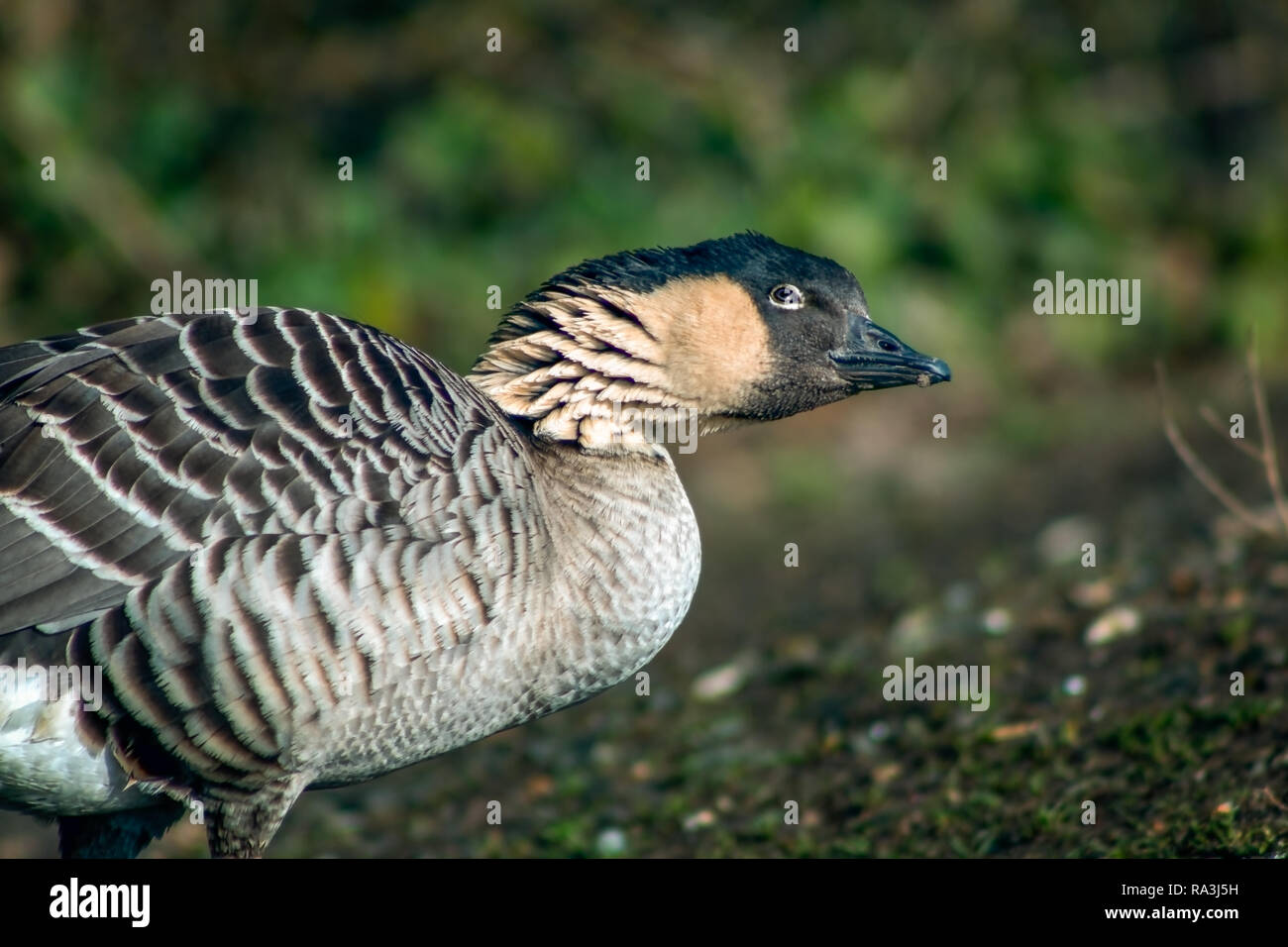 Hawaiian native goose hi-res stock photography and images - Alamy