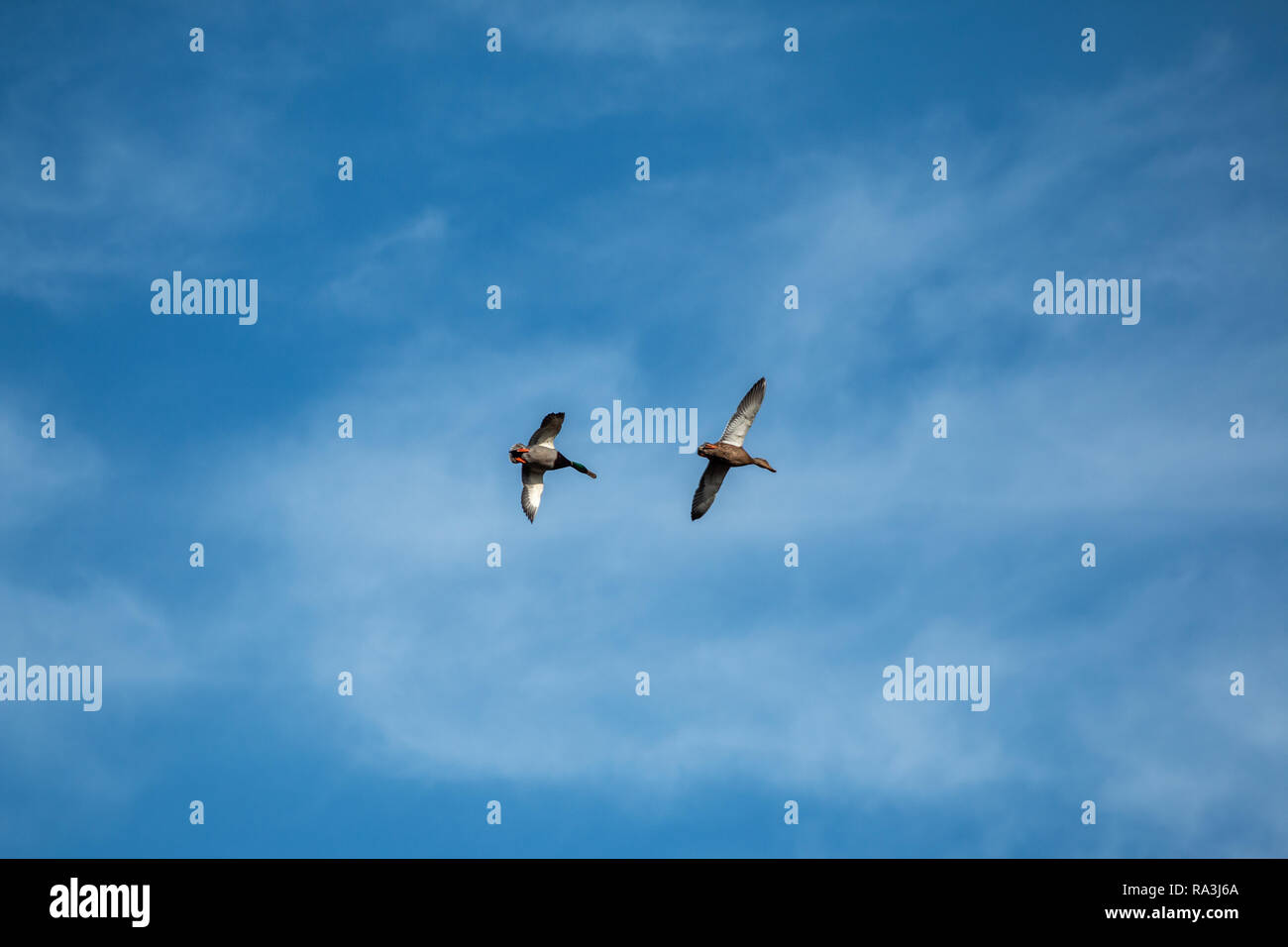 Mallard ducks in flight hi-res stock photography and images - Alamy