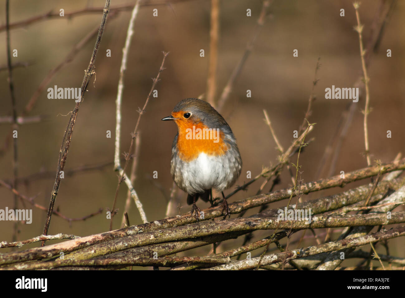 Alone bird robin hi-res stock photography and images - Alamy