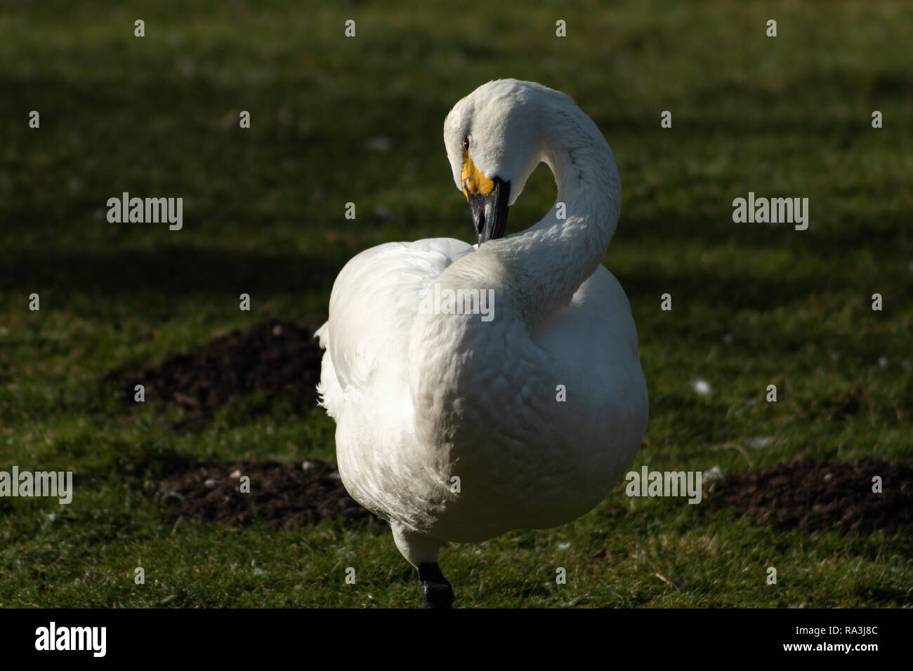 Black swan in water splash hi-res stock photography and images - Alamy