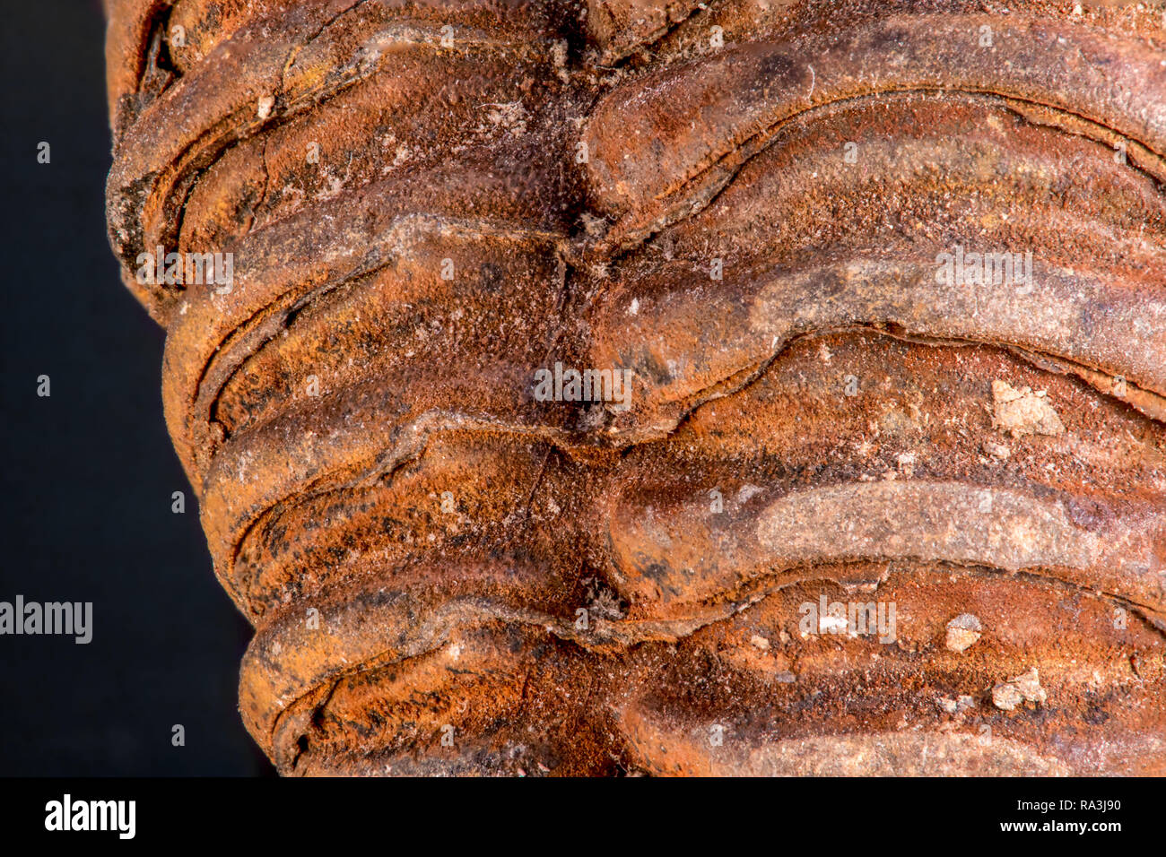 Trilobite fossil in stone hi-res stock photography and images - Alamy