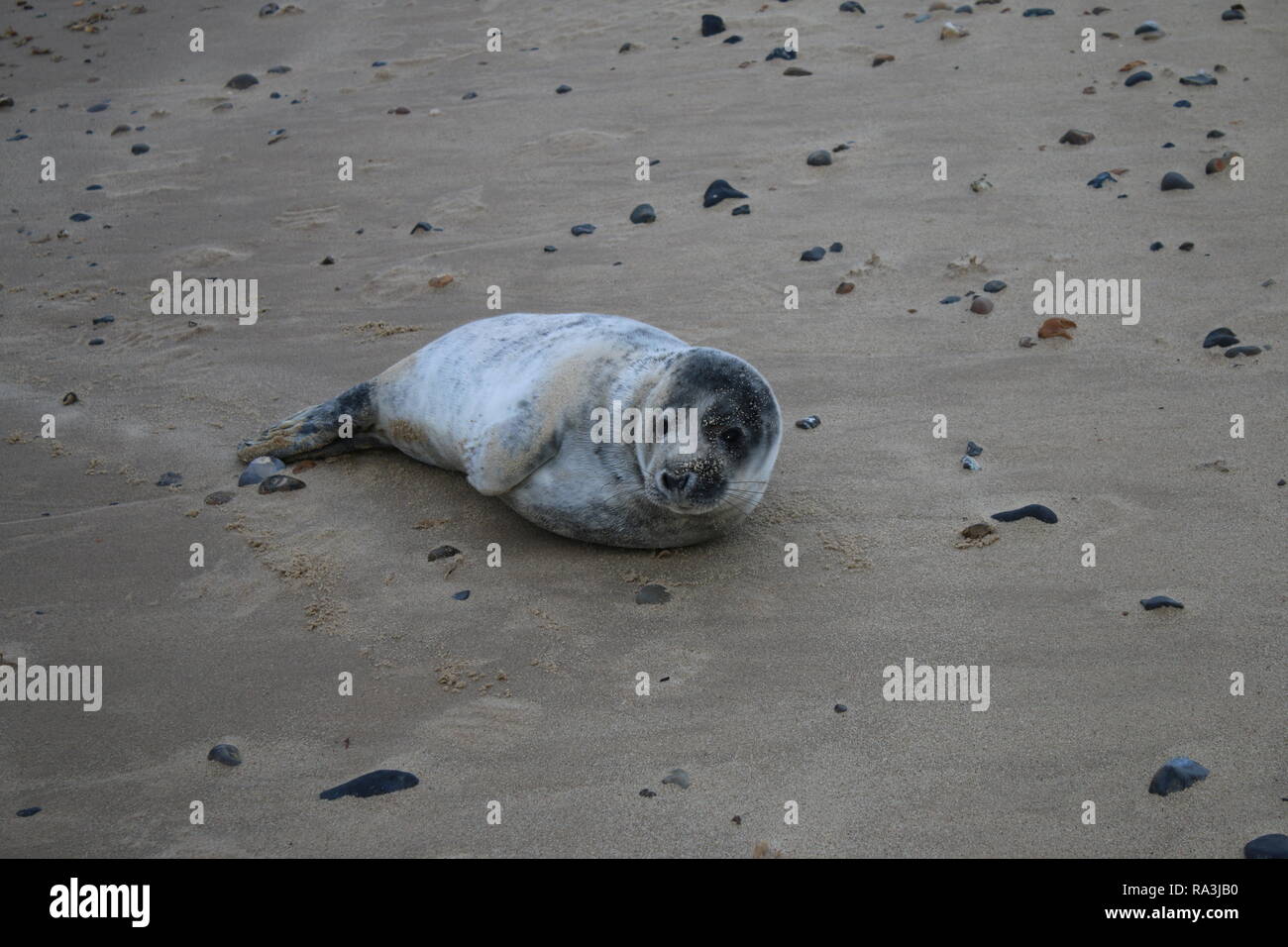 Friendly sea animals hi-res stock photography and images - Alamy
